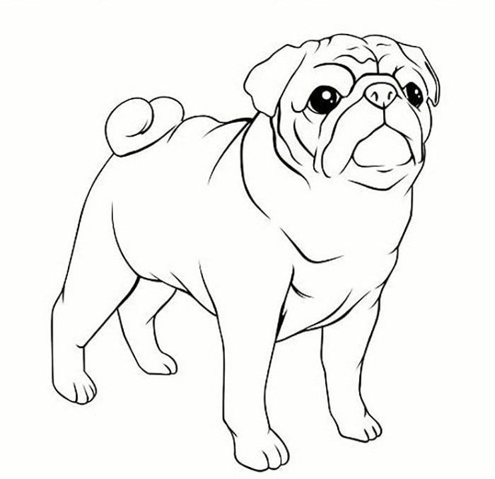 Рисунки карандашом мопсики легкие (49 фото)