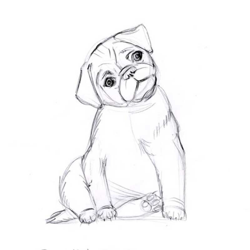 Рисунки карандашом мопсики легкие (49 фото)