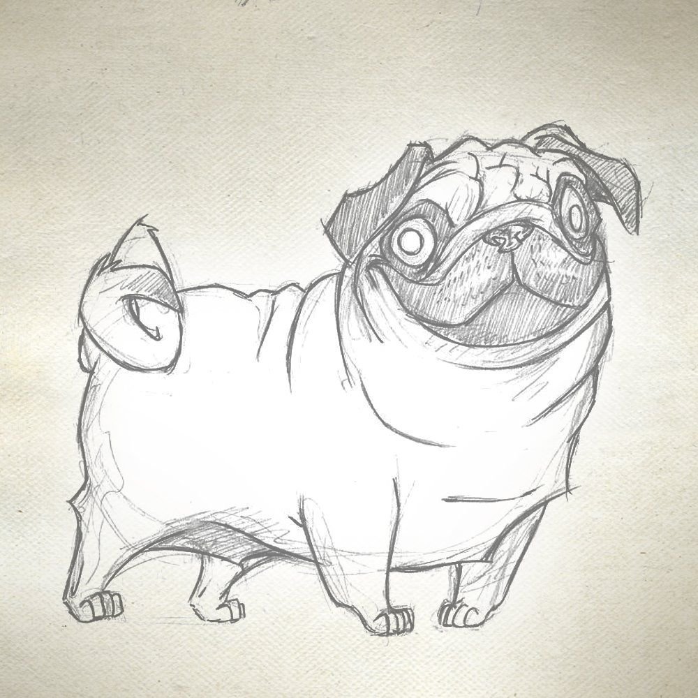 Рисунки карандашом мопсики легкие (49 фото)
