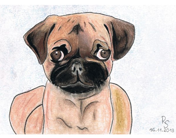 Рисунки карандашом мопсики легкие (49 фото) » Рисунки для срисовки и не ...